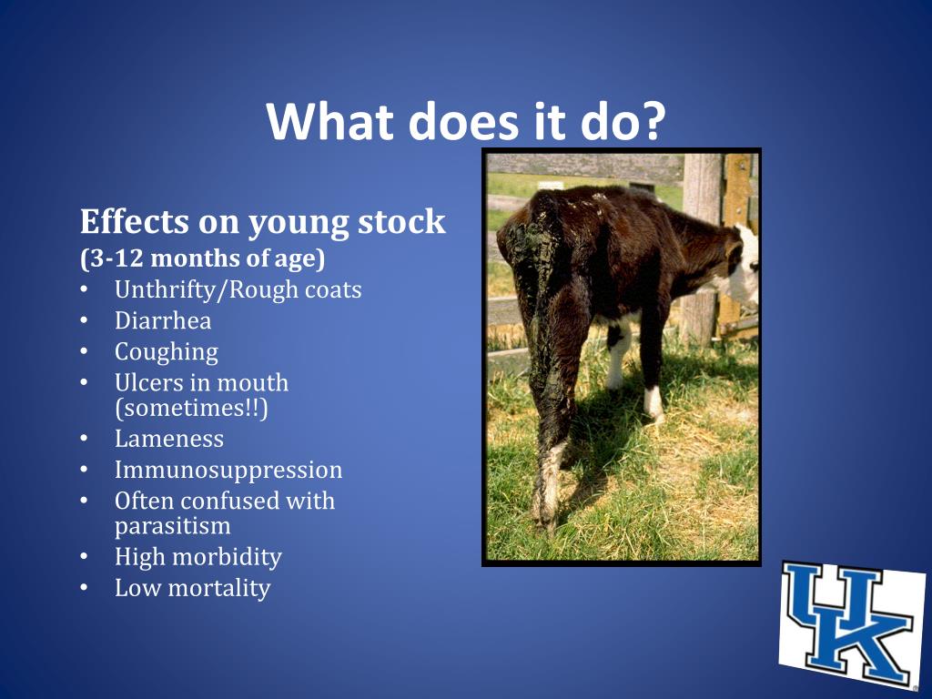 PPT - Bovine Viral Diarrhea Virus Michelle Arnold, DVM, DABVP ...