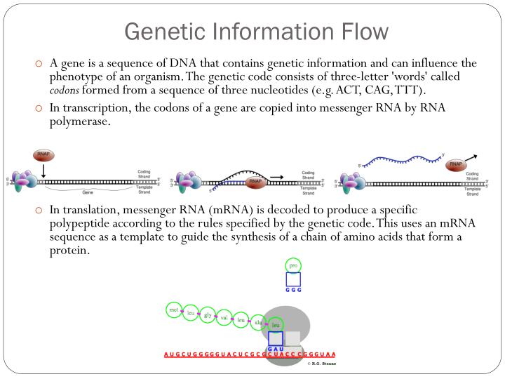 PPT - Liquid Crystal Phases of DNA and Implications for the origin of ...