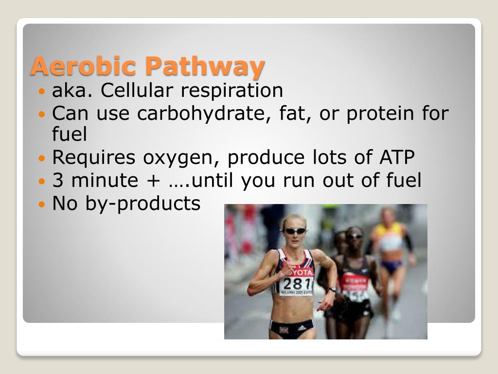 PPT - Understanding Cardiovascular Fitness and Energy Systems ...