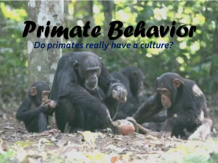 PPT - Primate Behavior PowerPoint Presentation, free download - ID:1965836