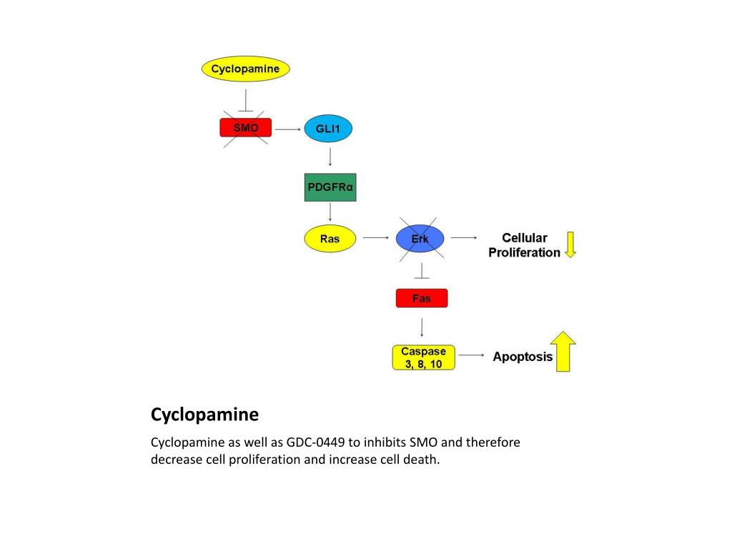 PPT - GDC-0449: From Corn Lilies to a Cure BCCNS Symposium September 19 ...