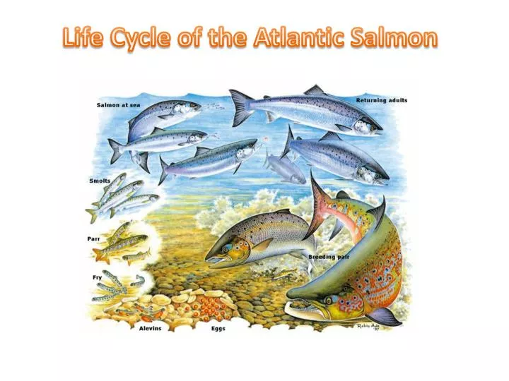 PPT - Life Cycle of the Atlantic Salmon PowerPoint Presentation, free ...