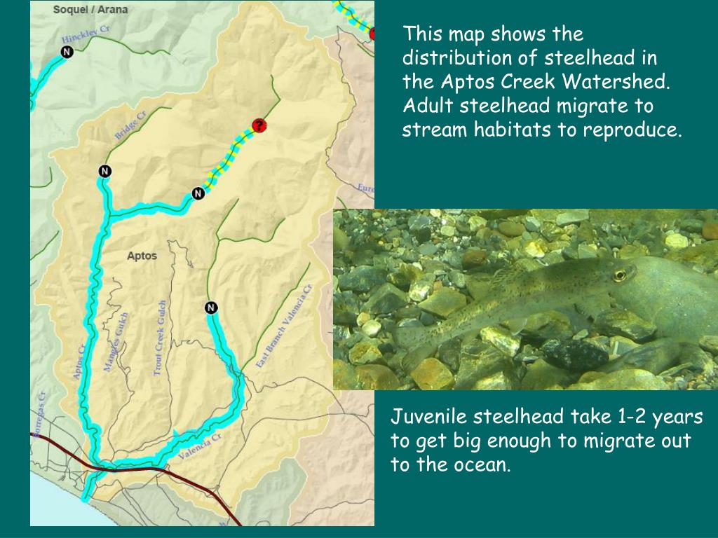 PPT - Aptos Lagoon: Habitat Use by Steelhead Trout & Tidewater goby ...