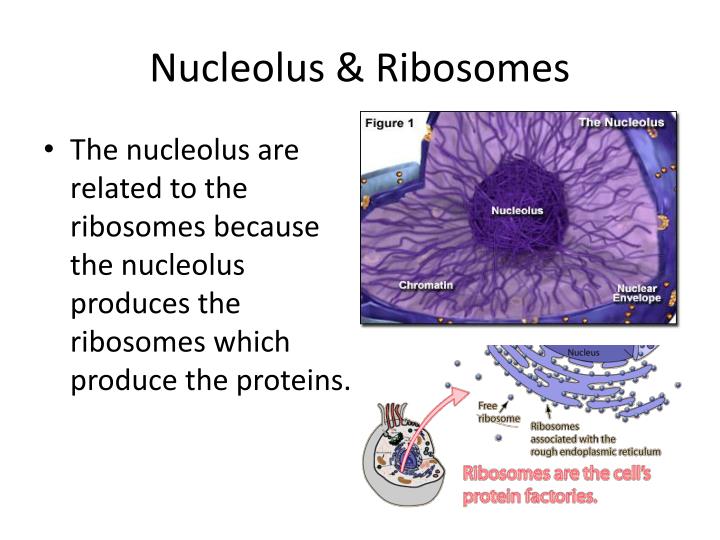 PPT - Cooperating Function of Cells PowerPoint Presentation - ID:1966455