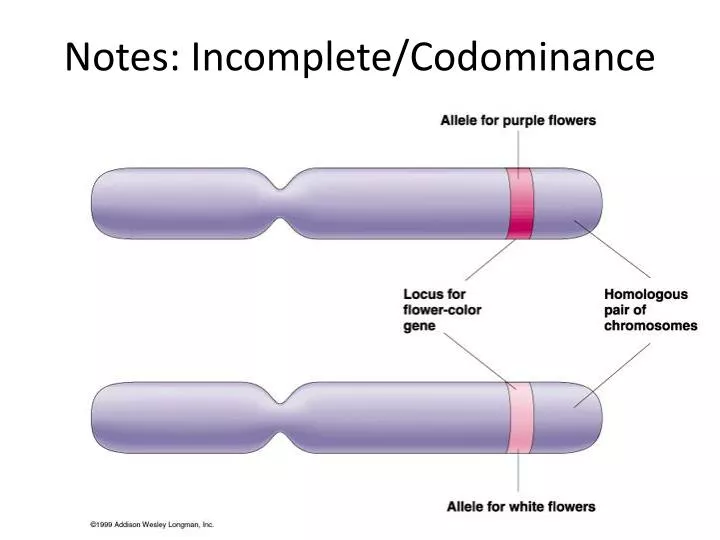 PPT - Notes: Incomplete/ Codominance PowerPoint Presentation, free ...