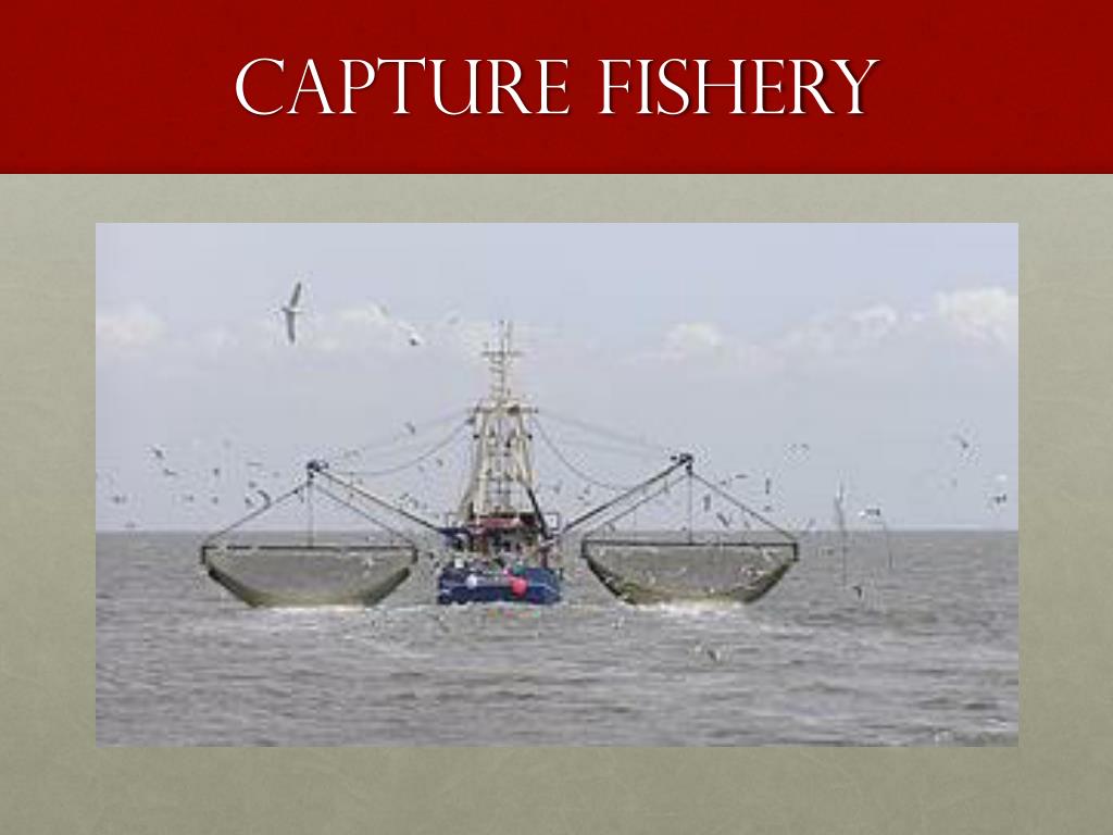 PPT - Climate change and the fishing industry in belize PowerPoint ...