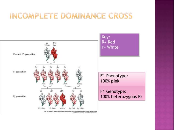 PPT - Test Cross- Unknown Genotype PowerPoint Presentation - ID:1967476