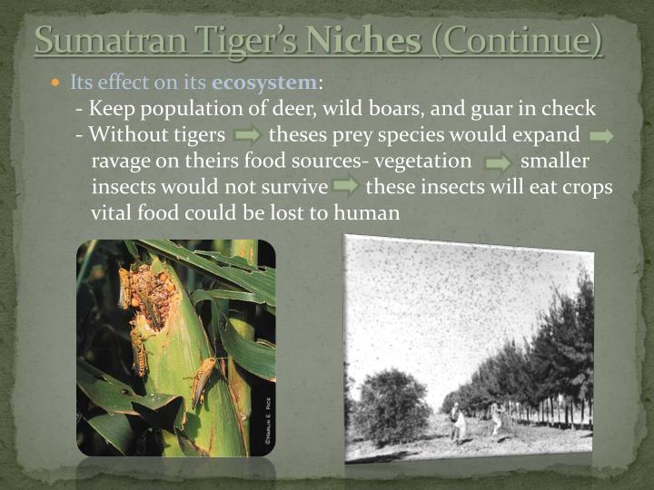 PPT - Sumatran Tiger PowerPoint Presentation - ID:1967667