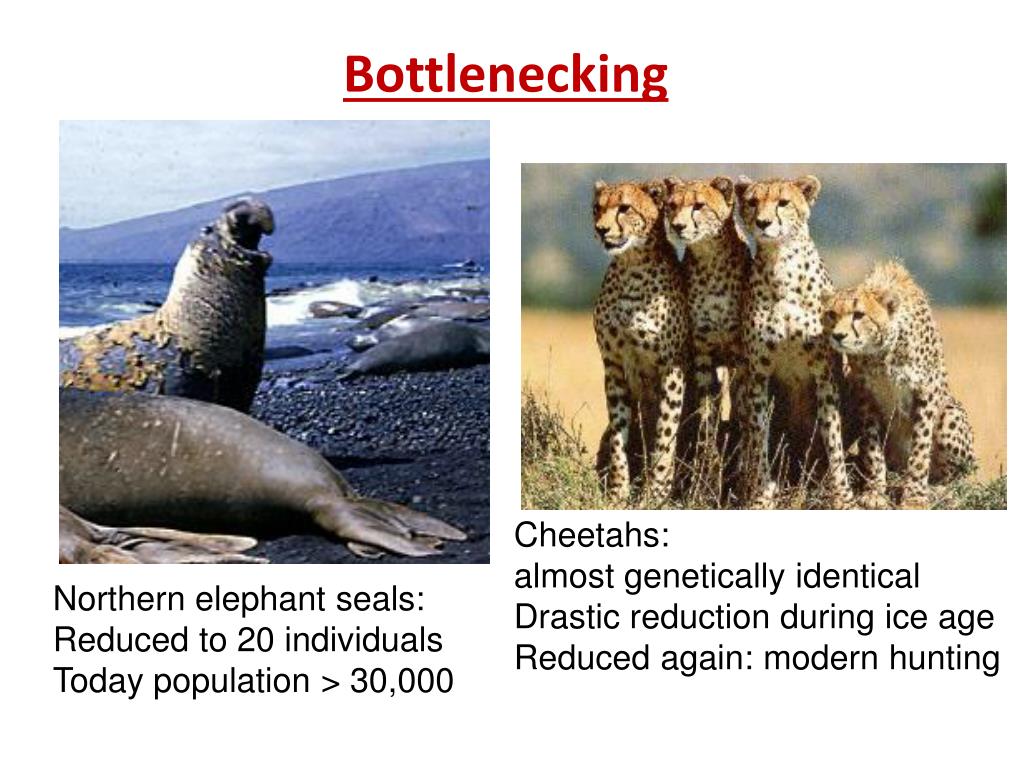 PPT - Biology 212 Chapter 23 The Evolution of Populations PowerPoint ...