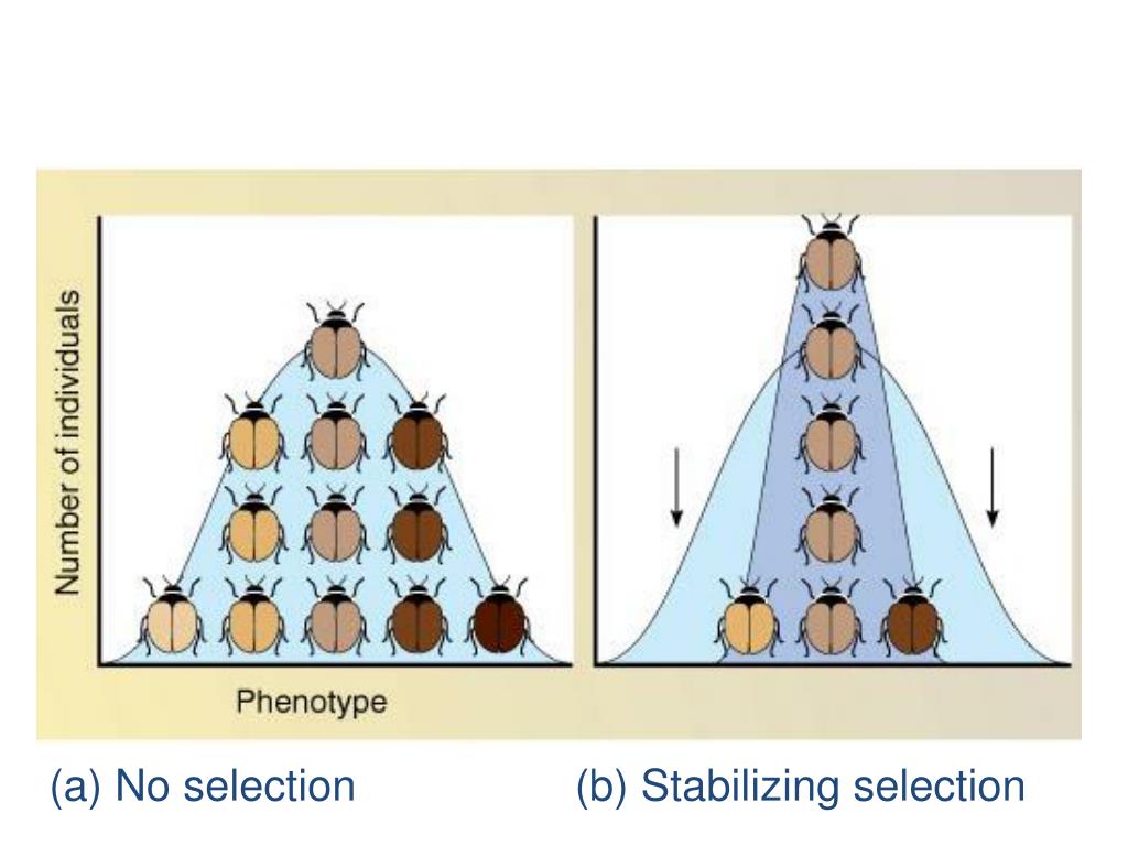 PPT - Biology 212 Chapter 23 The Evolution of Populations PowerPoint ...