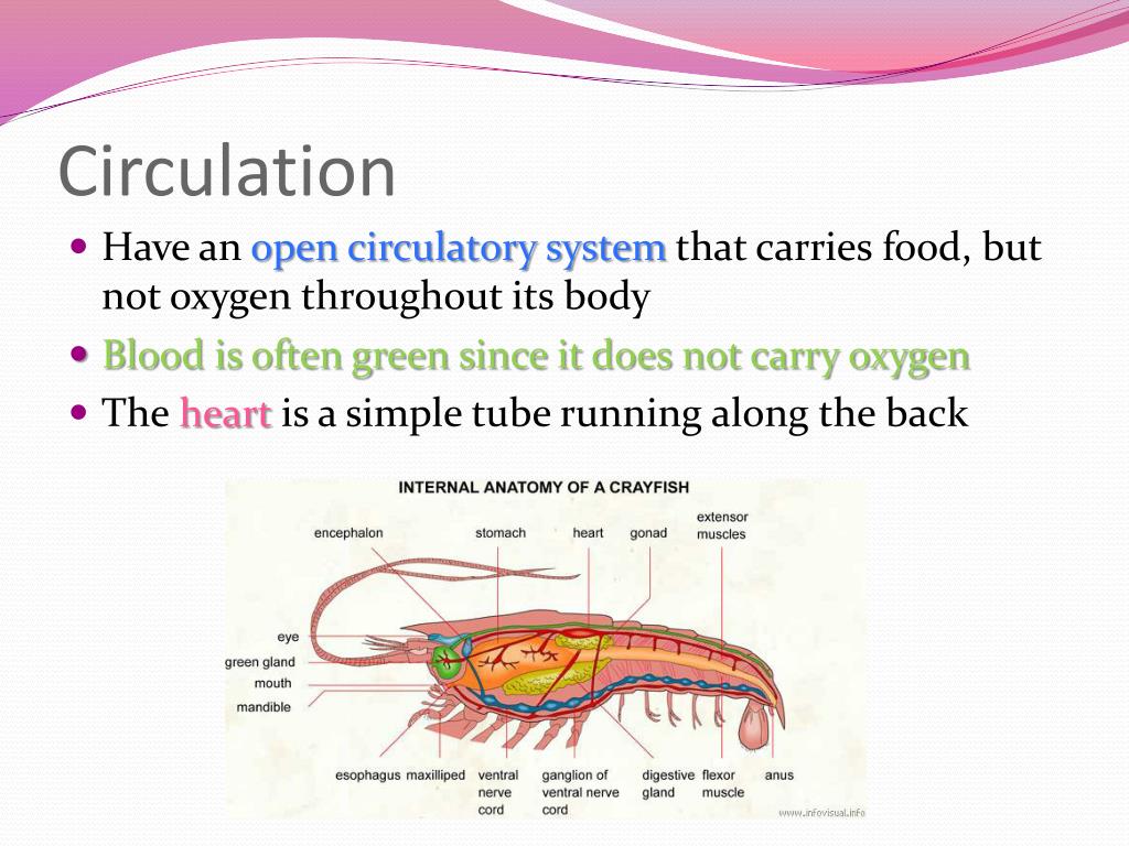 Ppt Arthropods Powerpoint Presentation Free Download Id1968103
