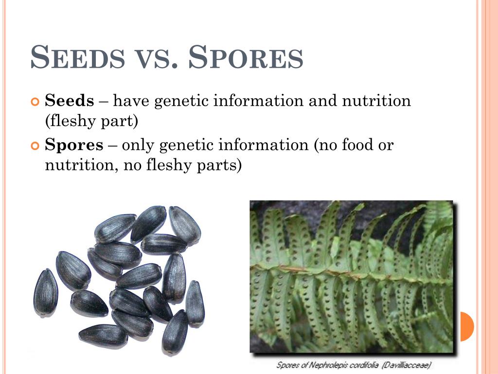 PPT - Plants: Roots, Stems, Leaves, seeds and Flowers PowerPoint ...