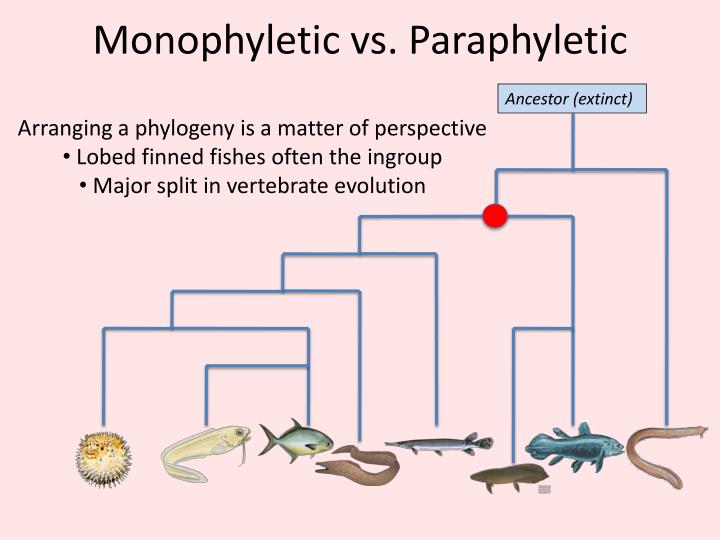 PPT - Review— Evolution and Phylogeny PowerPoint Presentation - ID:1968618