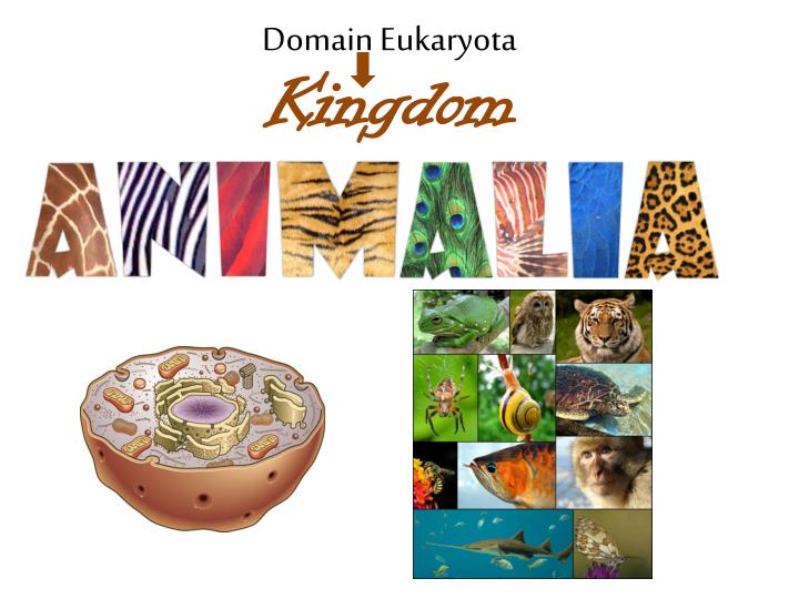 PPT - Biological Kingdoms PowerPoint Presentation - ID:1968731