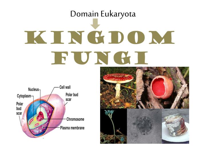 PPT - Biological Kingdoms PowerPoint Presentation - ID:1968731