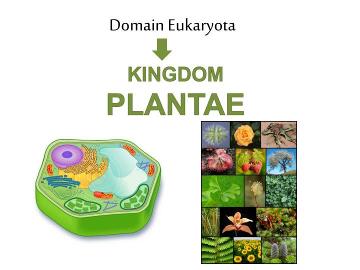 PPT - Biological Kingdoms PowerPoint Presentation - ID:1968731