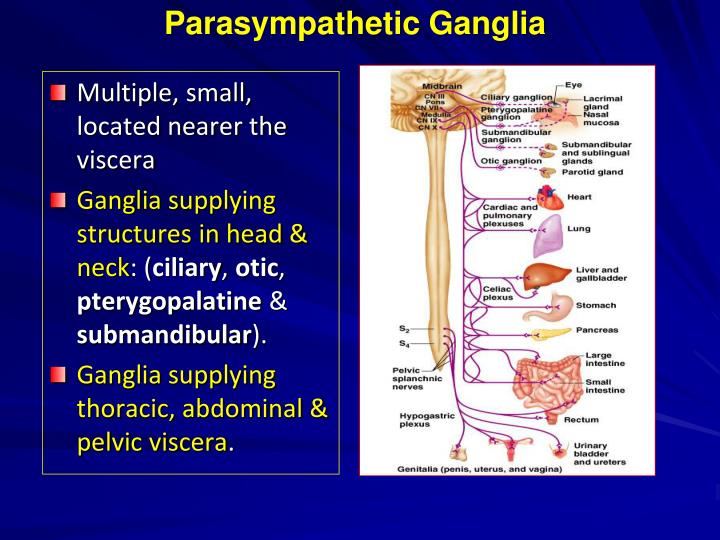 PPT - Autonomic Nervous System PowerPoint Presentation - ID:1968771