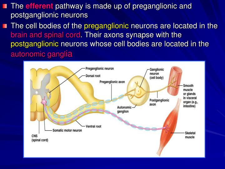 PPT - Autonomic Nervous System PowerPoint Presentation - ID:1968771