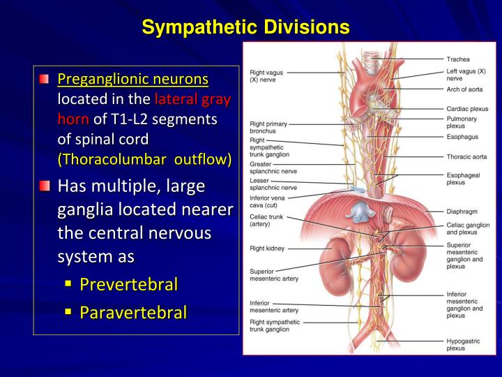 PPT - Autonomic Nervous System PowerPoint Presentation - ID:1968771