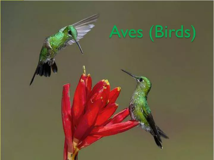 PPT - Aves (Birds) PowerPoint Presentation, free download - ID:1971383