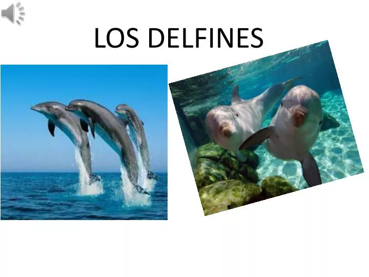 PPT - LOS DELFINES PowerPoint Presentation, free download - ID:1971622