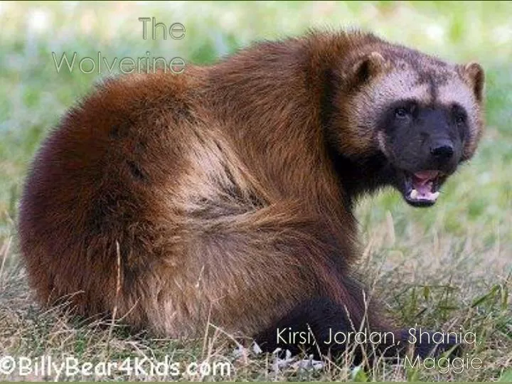 PPT - The Wolverine PowerPoint Presentation, free download - ID:1971809