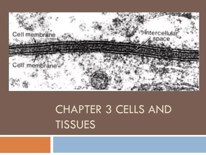 PPT - Chapter 3 Cells and Tissues PowerPoint Presentation, free ...