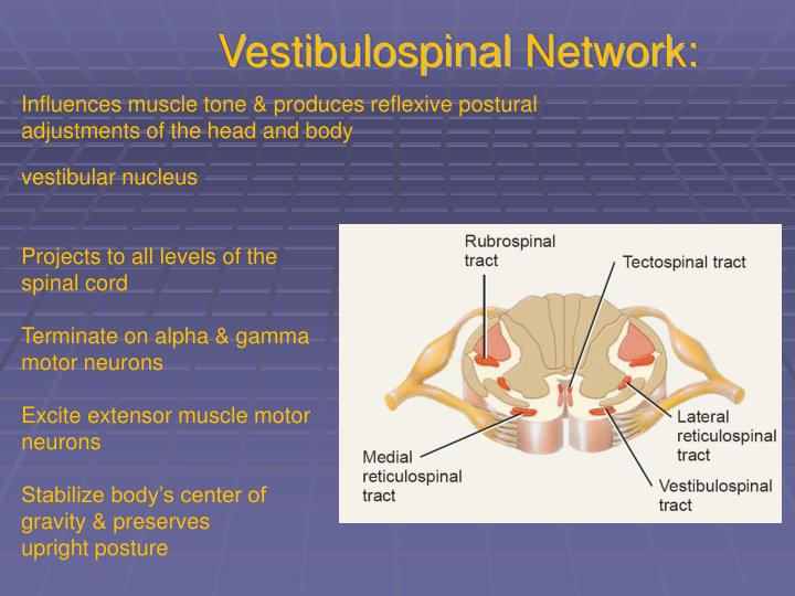 PPT - The Vestibular System PowerPoint Presentation - ID:1972515