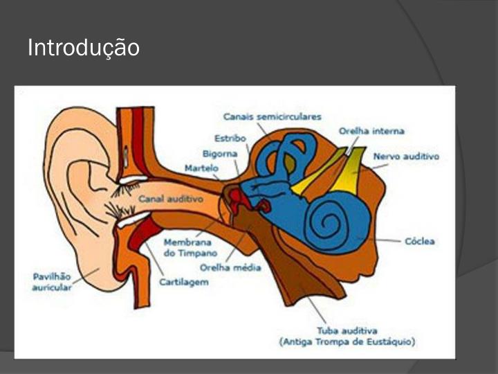 PPT - UNIVERSIDADE DE BRASILIA PowerPoint Presentation - ID:1972567