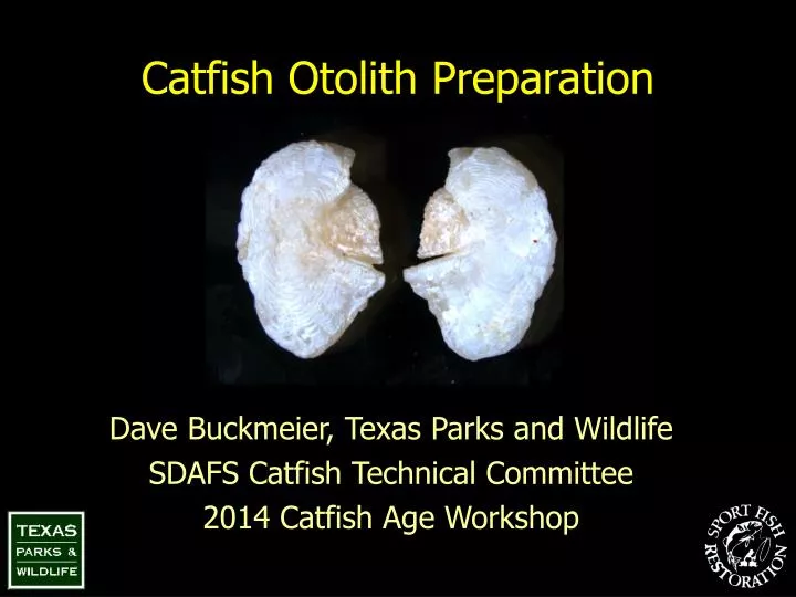 PPT - Catfish Otolith Preparation PowerPoint Presentation, free ...