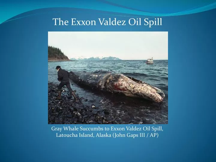 PPT - Gray Whale Succumbs to Exxon Valdez Oil Spill, Latoucha Island ...