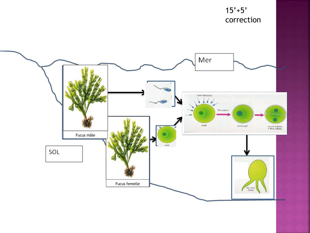 PPT - Activité 13 : colonisation du milieu par les végétaux aquatiques ...