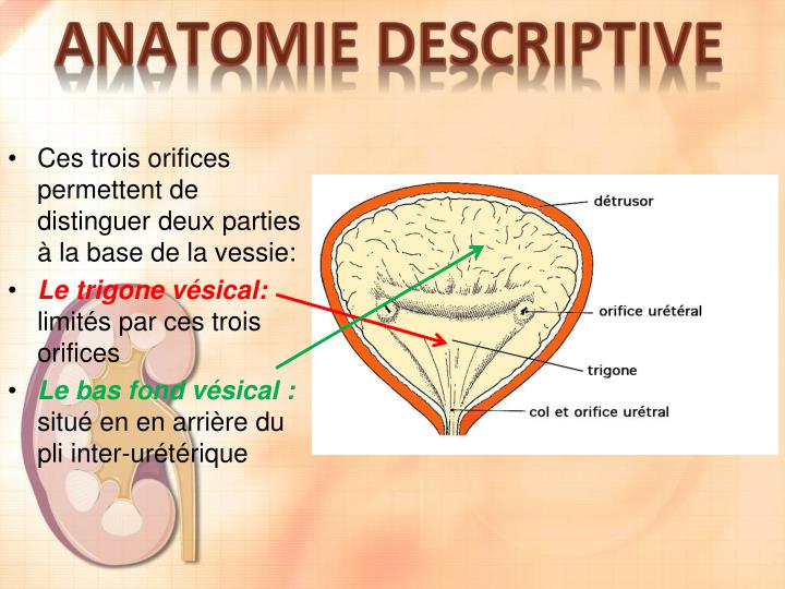 PPT - LA VESSIE PowerPoint Presentation - ID:1972945