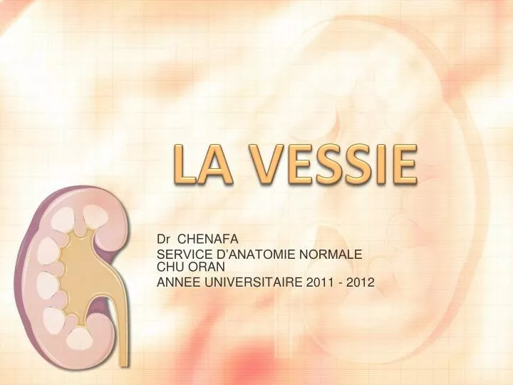 PPT - LA VESSIE PowerPoint Presentation, free download - ID:1972945