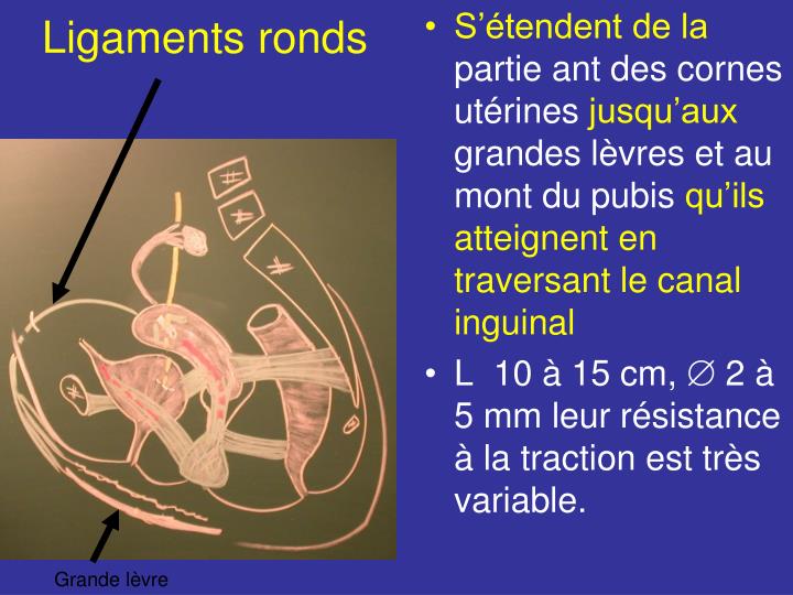 PPT - UTERUS NON GRAVIDE PowerPoint Presentation - ID:1973029