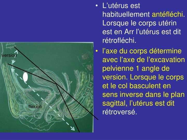 PPT - UTERUS NON GRAVIDE PowerPoint Presentation - ID:1973029