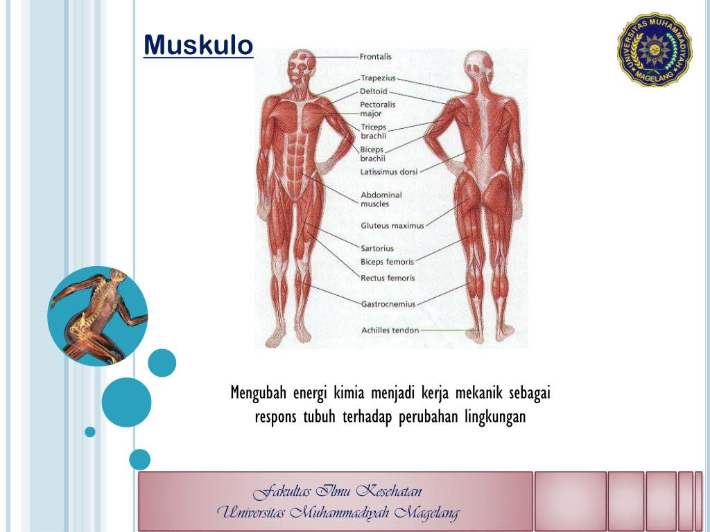 PPT - Fakultas Ilmu Kesehatan Universitas Muhammadiyah Magelang ...