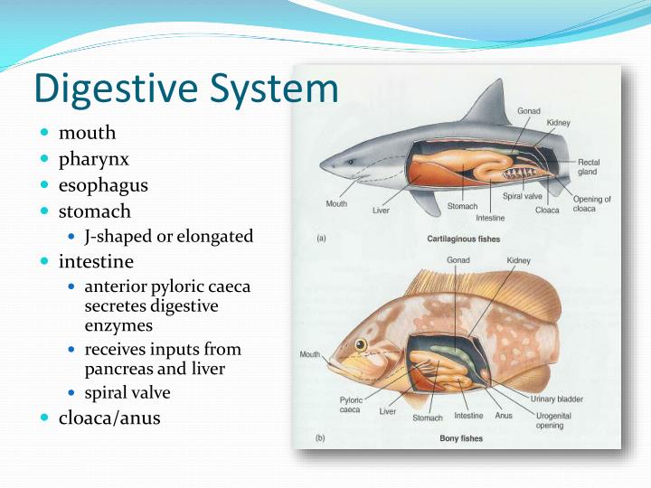 PPT - Internal Physiology of Fishes PowerPoint Presentation - ID:1973172