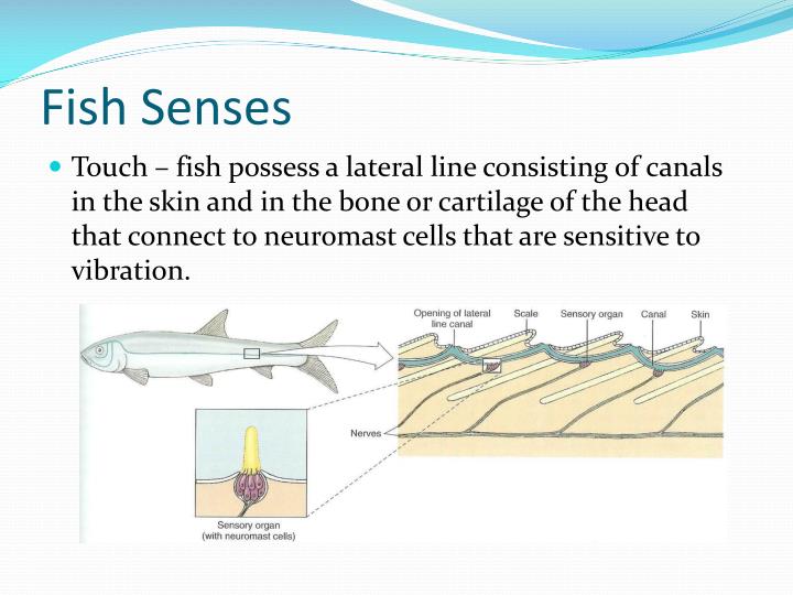 PPT - Internal Physiology of Fishes PowerPoint Presentation - ID:1973172
