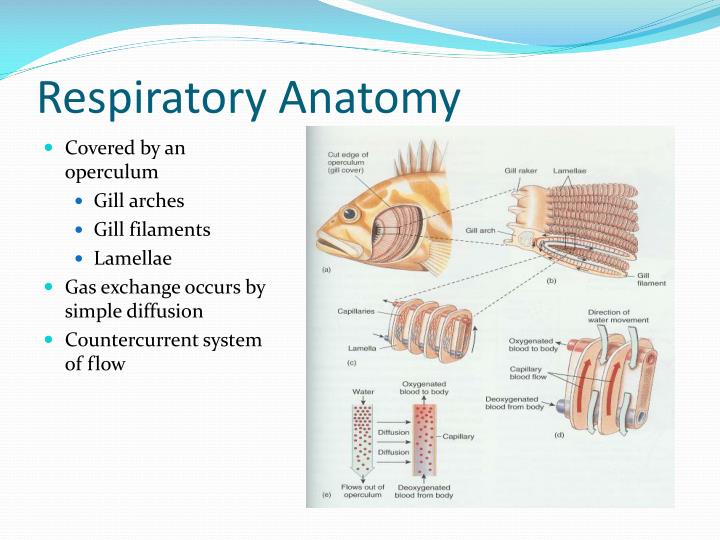 PPT - Internal Physiology of Fishes PowerPoint Presentation - ID:1973172