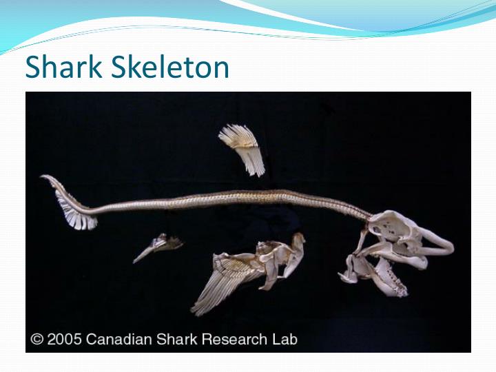 PPT - Internal Physiology of Fishes PowerPoint Presentation - ID:1973172