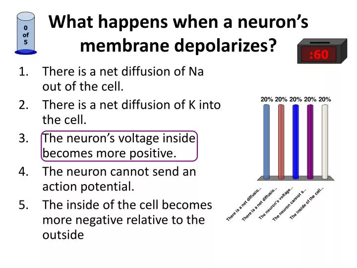 PPT - What happens when a neuron’s membrane depolarizes? PowerPoint ...