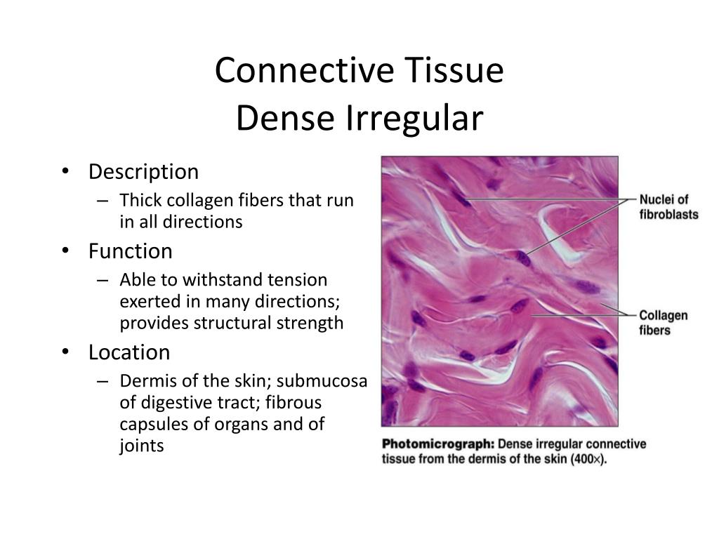 Connective Tissue Types Examples And Functions
