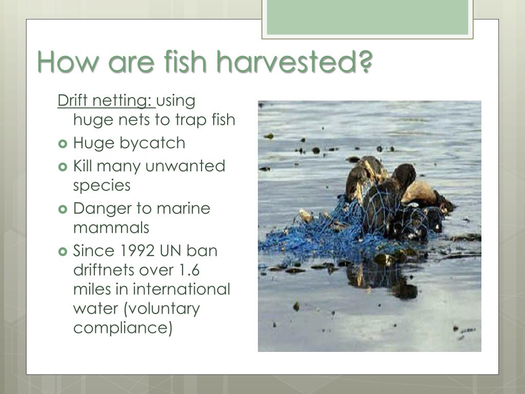 PPT - The environmental imperative of Sustainable Agriculture ...