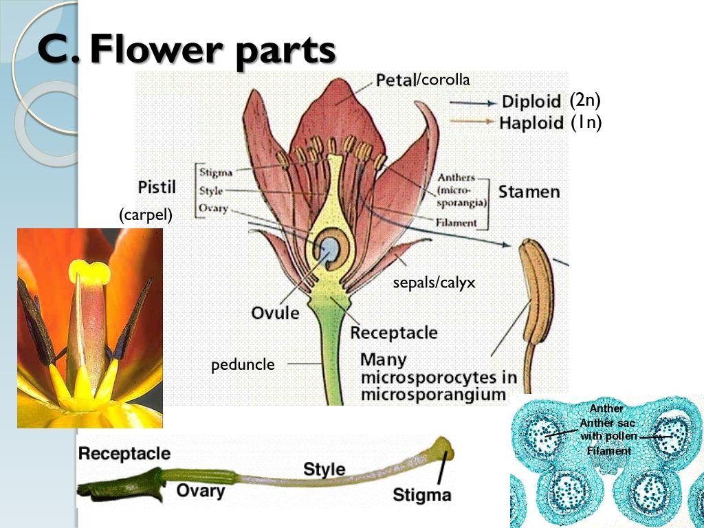 PPT - The biology of plants PowerPoint Presentation, free download - ID ...