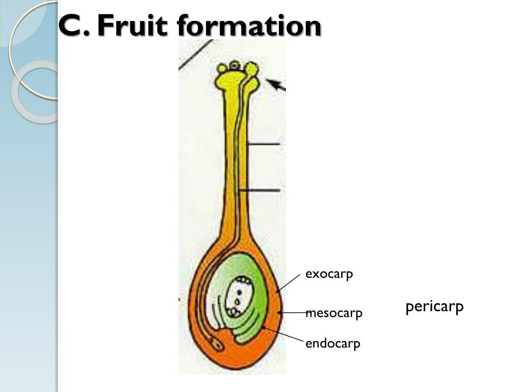 PPT - The biology of plants PowerPoint Presentation, free download - ID ...