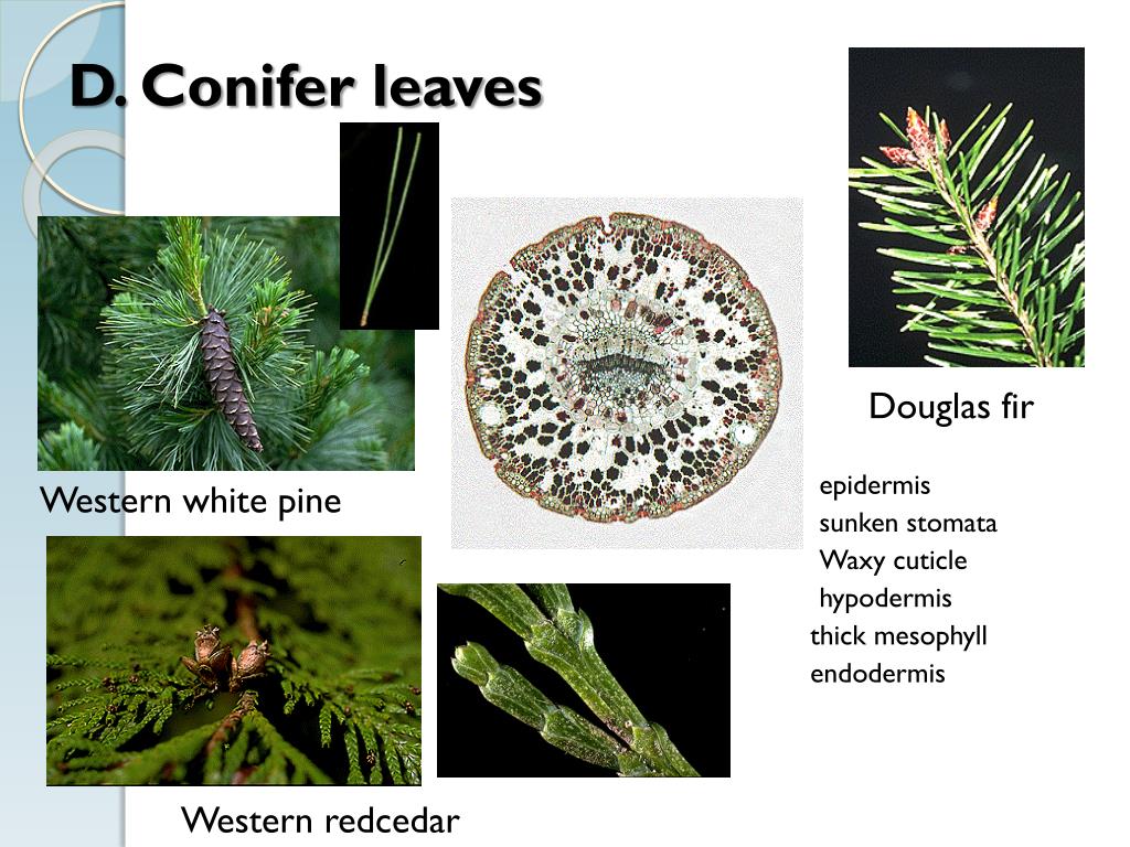 PPT - The biology of plants PowerPoint Presentation, free download - ID ...