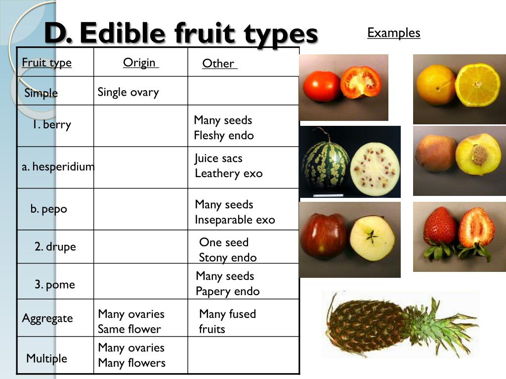 PPT - The biology of plants PowerPoint Presentation, free download - ID ...