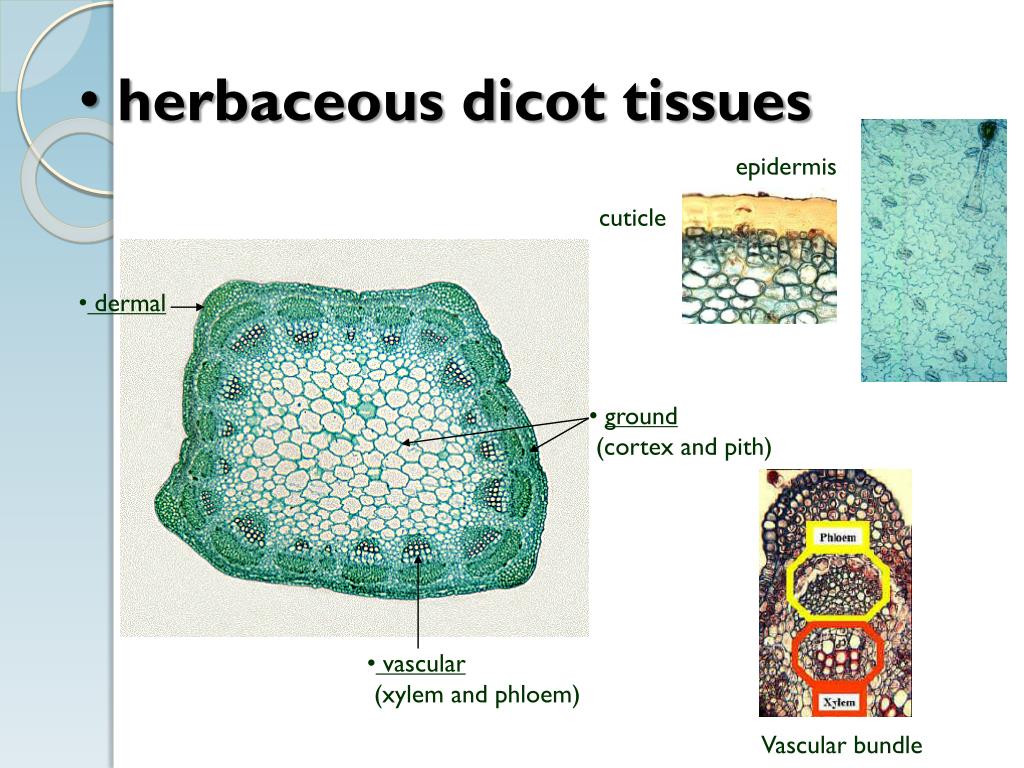 PPT - The biology of plants PowerPoint Presentation, free download - ID ...