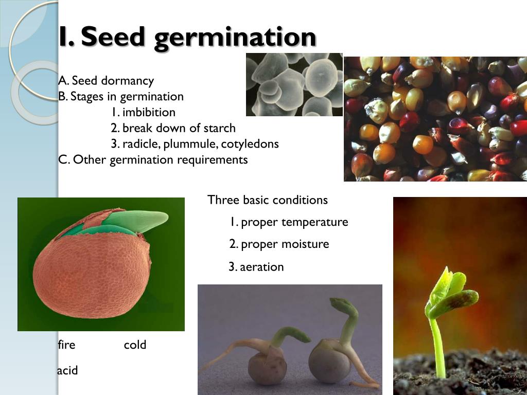 PPT - The biology of plants PowerPoint Presentation, free download - ID:1973404